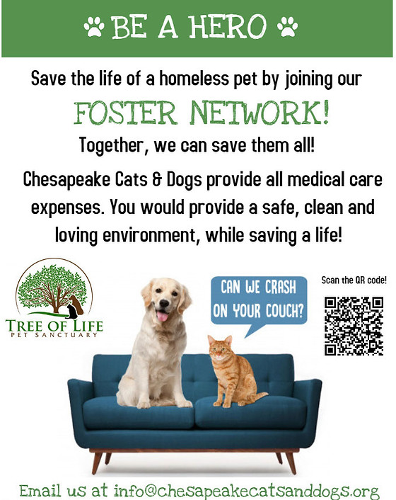 Foster-to-Adopt Pet Program Guide: Benefits, Suitability & Boost to ...